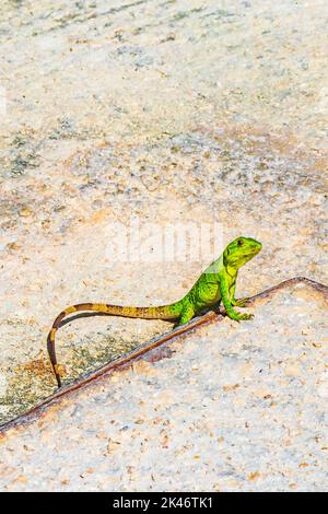 A Caribbean green lizard Lacerta Viridis half green half brown lizards ...