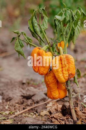 Dried Bell pepper. Bad harvest. Unsatisfactory results of growing ...