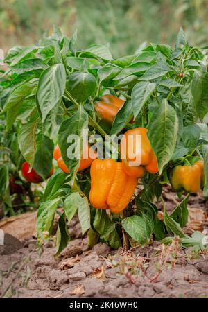 Dried Bell pepper. Bad harvest. Unsatisfactory results of growing ...