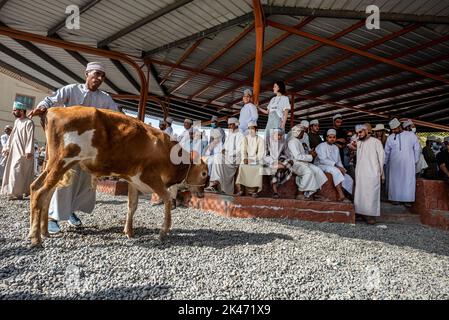 Men in white dishdasha checking cows on sale at friday morning cattle ...