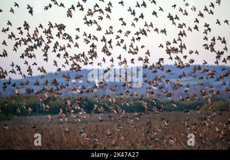 Bad Buchau, Germany. 30th Sep, 2022. Hundreds of starlings fly in the ...
