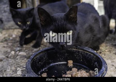 Detail of abandonment and loneliness, animal abuse Stock Photo - Alamy