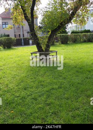 Young tree with wooden poles around protecting the tree. Example of ...