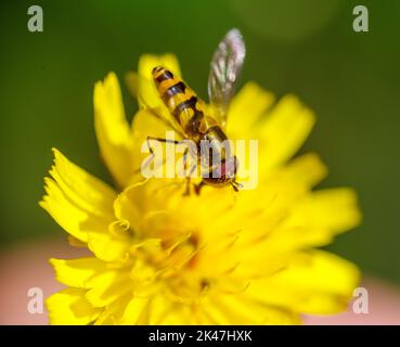 closeup of a hoverfly collecting nectar on a yellow flower Stock Photo ...