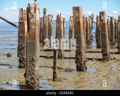 Old jetty posts in shallow muddy harbour Stock Photo - Alamy
