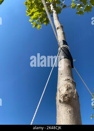 Garter of young trees. Strengthening a young tree with ropes ...