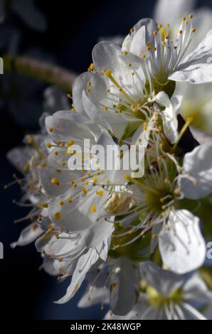 Damson Plum Blossom in Spring, UK Stock Photo - Alamy