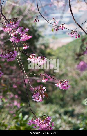Mai Anh Dao prunus cerasoides flower in blue sky in Lac Duong, Da Lat ...