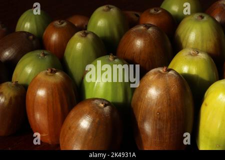 Close up of acorns of various ages and stages of ripeness. Symmetrical ...