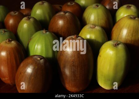 Close up of acorns of various ages and stages of ripeness. Symmetrical ...