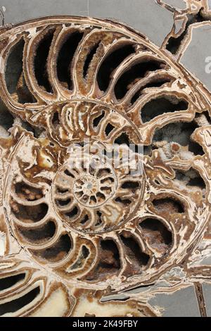 Fossil, ammonite, cross section, cut out Stock Photo - Alamy
