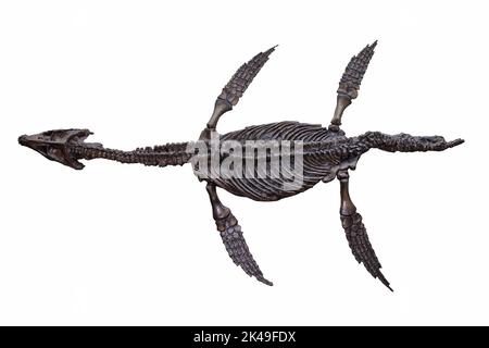 Fossil of prehistoric marine reptile Plesiosaur (Plesiosauria) showing ...
