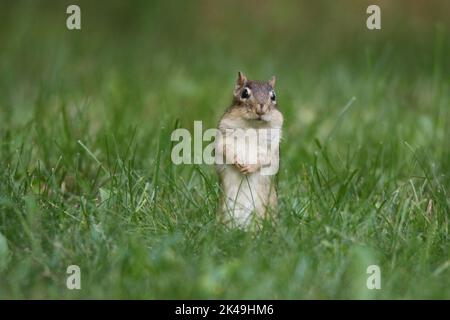Eastern chipmunk standing upright out looking for food in Fall in grass ...