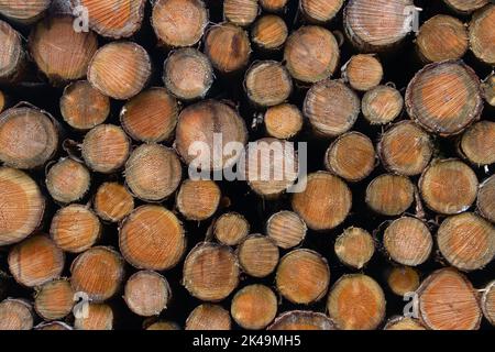 Panoramic view of cross section of a log pile for wooden background ...