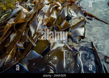 Atlantic Oarweed seaweed, Kelp (Laminaria Digitata) on rocky shore ...