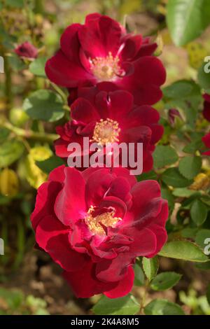 velvety red roses in the garden Stock Photo - Alamy