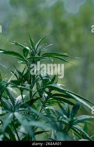 Vertical closeup shot of a marijuana plant on blurred background Stock ...