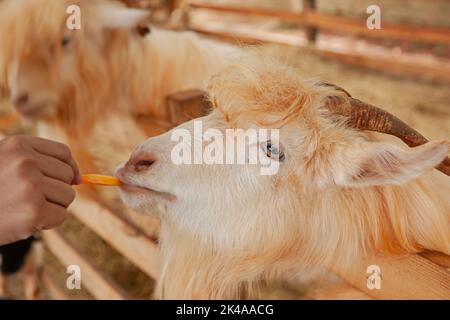 Goat in farm eat carrot behind fence Stock Photo - Alamy
