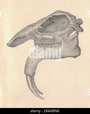 Elephant and mastodon. 19th-century artwork of an Asian or Indian ...