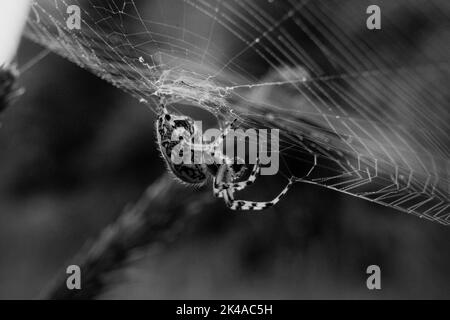A closeup shot of an oak spider on his web in the garden Stock Photo ...