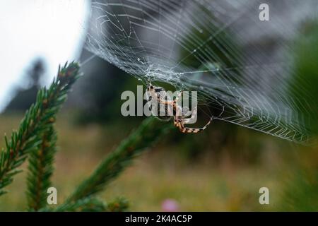 A closeup shot of an oak spider on his web in the garden Stock Photo ...