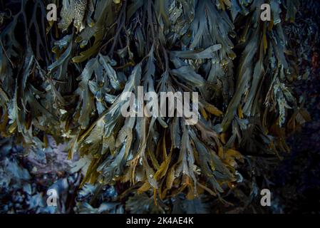 Serrated wrack ( fucus serratus) and other algae on Atlantic rocky ...