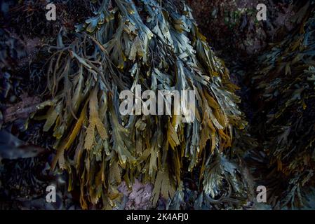 Serrated wrack ( fucus serratus) and other algae on Atlantic rocky ...