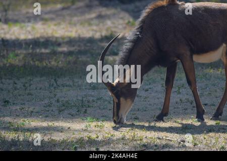 Giant sable antelope in South African nature reserve Stock Photo - Alamy