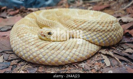 Bothrops insularis snake, known as the Golden lancehead. Endemic to ...