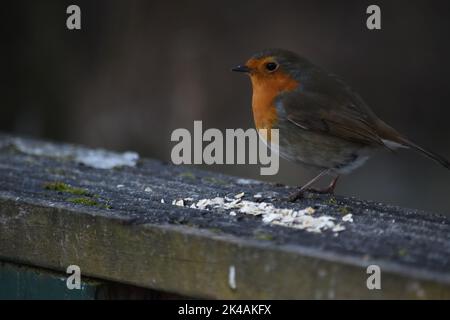 Robin on snow, Lacken Walk, Kilkenny, Ireland Stock Photo - Alamy