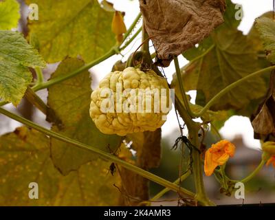 Close up of the annual growing roundish yellow edible gourd Cucurbita ...