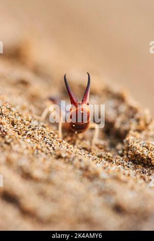Shore Earwig (Labidura riparia Stock Photo - Alamy