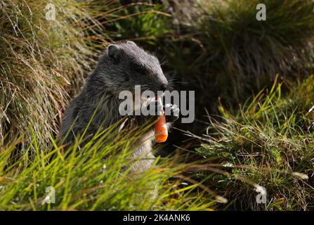 Marmot (Marmota) eats carrot and poses for camera Stock Photo - Alamy