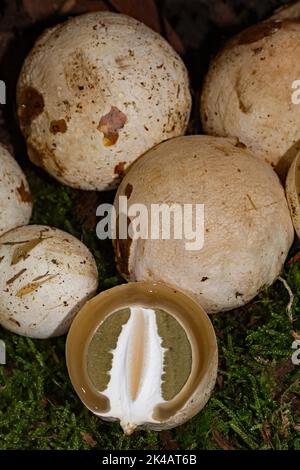 Common stinkhorn with witch eggs Stock Photo - Alamy