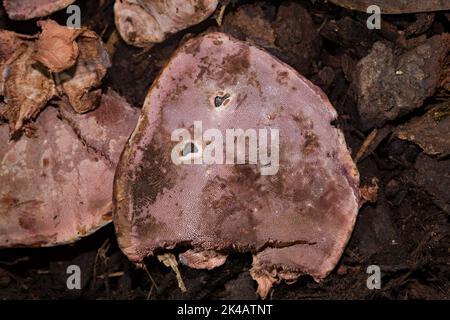Rose red tree sponge fruiting body with pink hat Stock Photo - Alamy