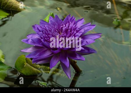 Water lily (Nymphaea) hybrid Director T. Moore green leaves with three ...