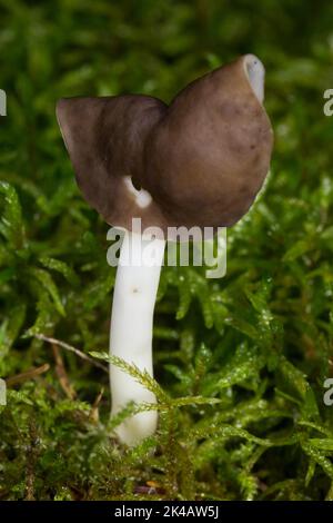 Brown saddle morel fruiting body with white stalk and brown saddle ...
