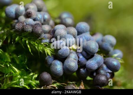 Thread fruiting slime mould several spherical dark blue fruiting bodies ...