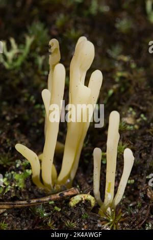 Heath club some club-shaped yellow fruiting bodies next to each other ...