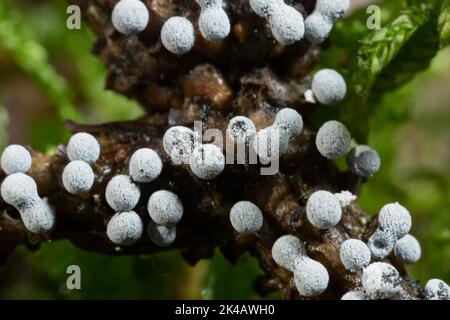 Grey globe slime mould several spherical greyish fruiting bodies next ...