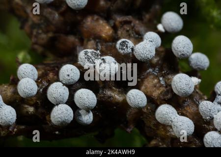 Grey globe slime mould several spherical greyish fruiting bodies next ...