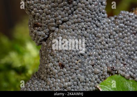 Grey grass slime mould fruiting body many ashy grey spherical fruiting ...