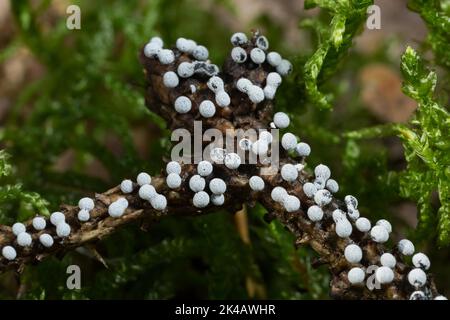 Grey globe slime mould several spherical greyish fruiting bodies next ...