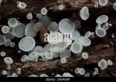 White hairy cupule many fruiting bodies with white stems and white ...