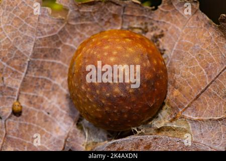 Oak gall wasp gall apple reddish brown gall on brown leaf Stock Photo ...