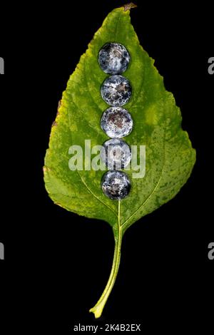The european blueberry (Vaccinium myrtillus), also called blueberry ...