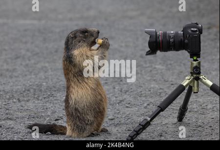 Marmot (Marmota) eats carrot and poses for camera Stock Photo - Alamy