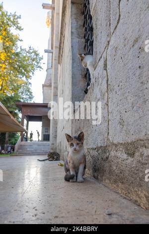 Stray cats of Istanbul background photo. Stray cats in the garden of a ...