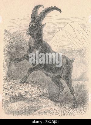 Roe Capricorn, animal, Ibex, mountain nanny goat, cloven-hoofed animal ...