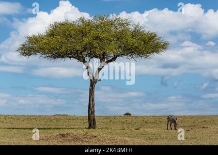 Tanzania. Serengeti. Balanites Aegyptiaca, Desert Date Tree, or Thorn ...